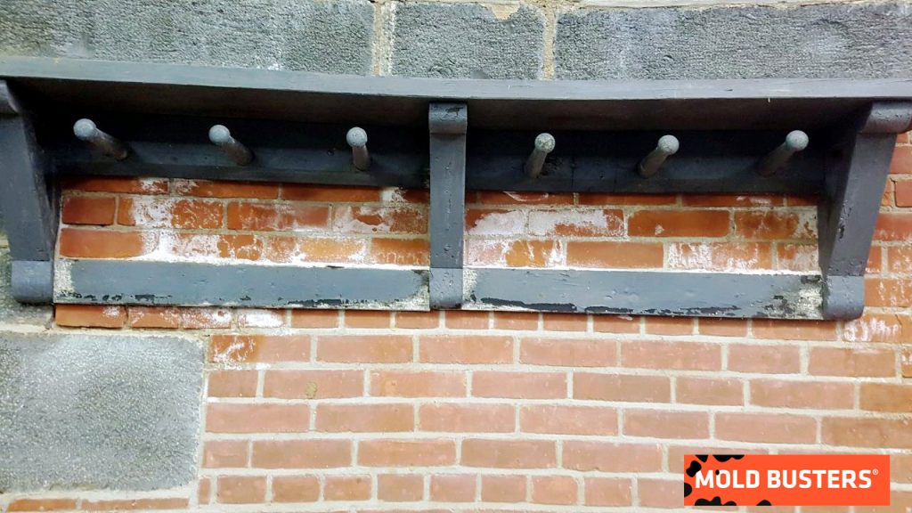 Mold vs Efflorescence - How to Identify the Difference?