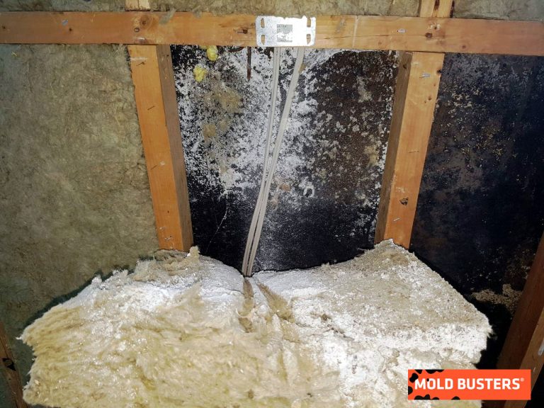 Mold vs Efflorescence - How to Identify the Difference?