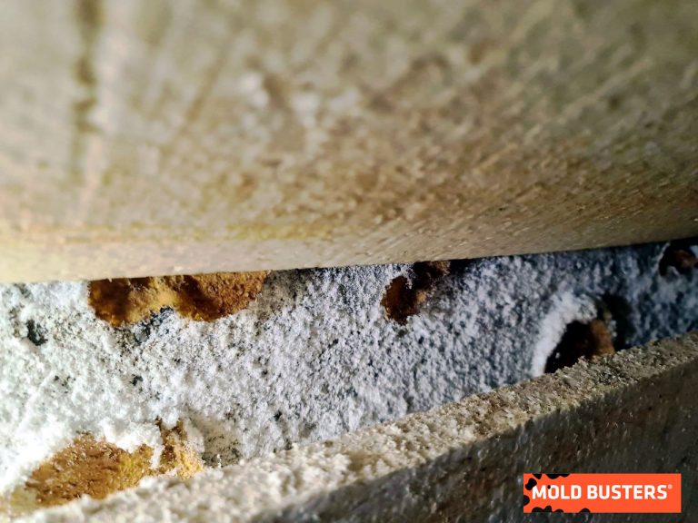 Mold vs Efflorescence - How to Identify the Difference?