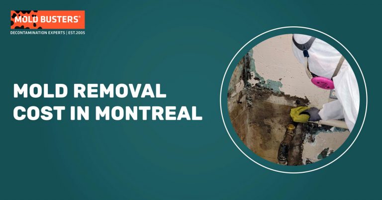 How Much Does Mold Removal Cost in Montreal?