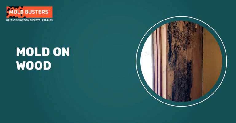 Mold on Wood: The Comprehensive Guide for Removal & Prevention