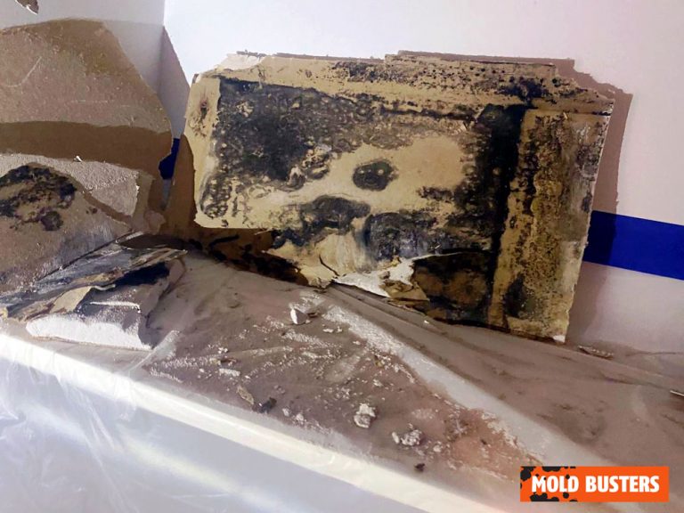 16 Common Causes of Mold in Homes | Comprehensive Guide
