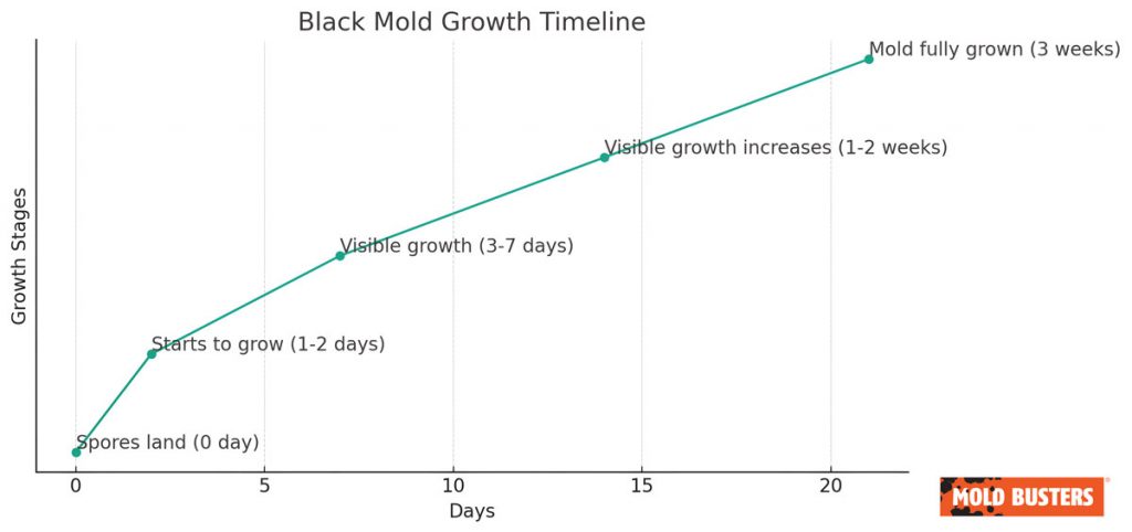 Black Mold - Pictures, Causes and Signs (Ultimate Guide)