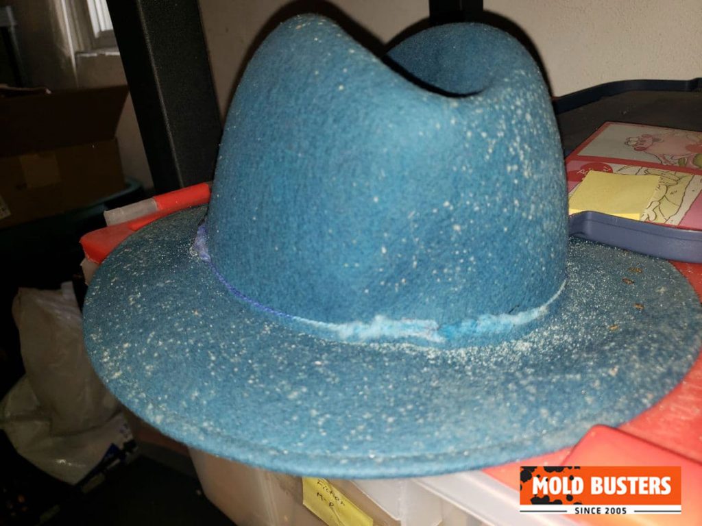 What Is Yellow Mold? | How to Identify & Remove Yellow Mold