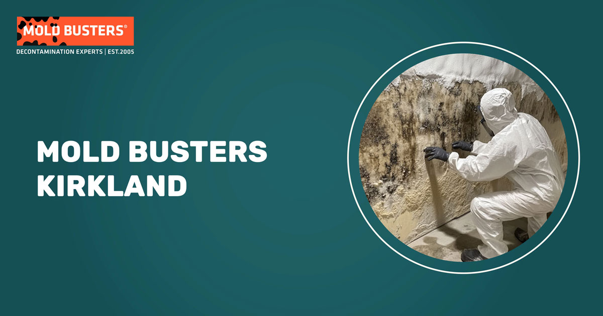 Expert Mold Removal Services in Kirkland, Quebec