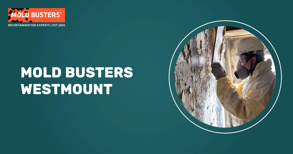 Mold Removal Services in Westmount | Same-Day Inspection