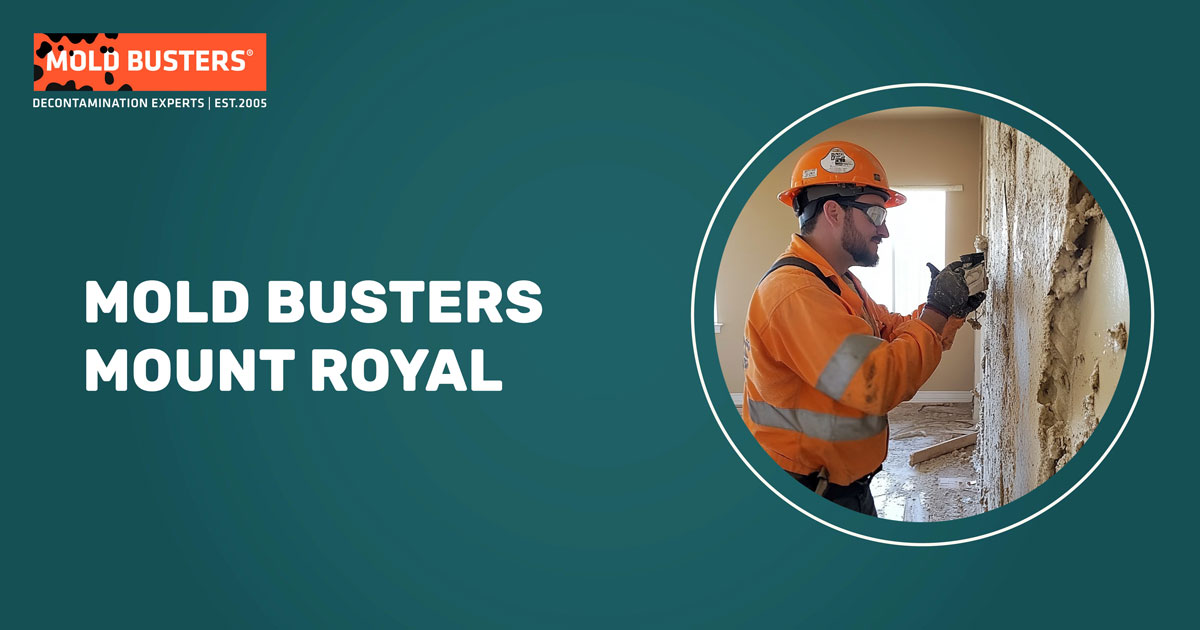 Mold Removal in Mount Royal | Certified Experts You Can Trust