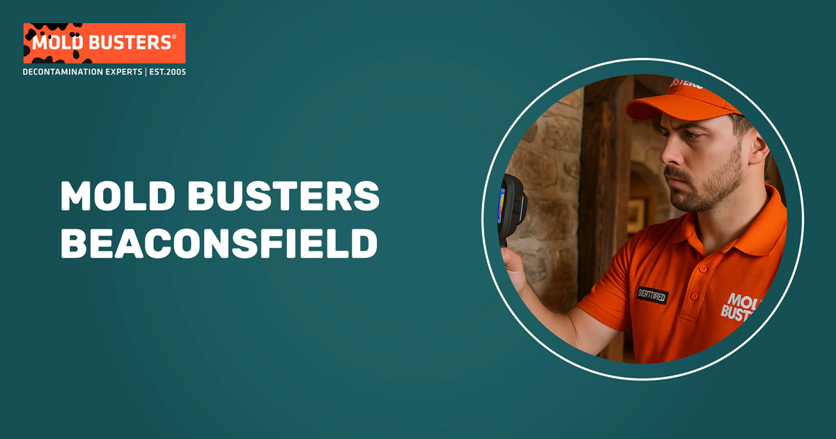 Mold Removal Services Beaconsfield Quebec | Mold Busters